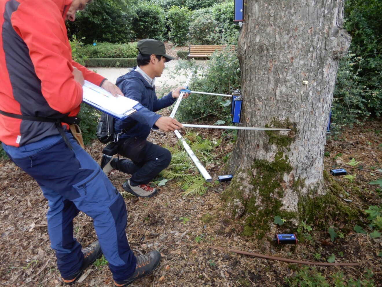 【座学・見学】樹木の学校89 「PiCUS TreeQineticによる引張り試験について」 - 樹からの報告